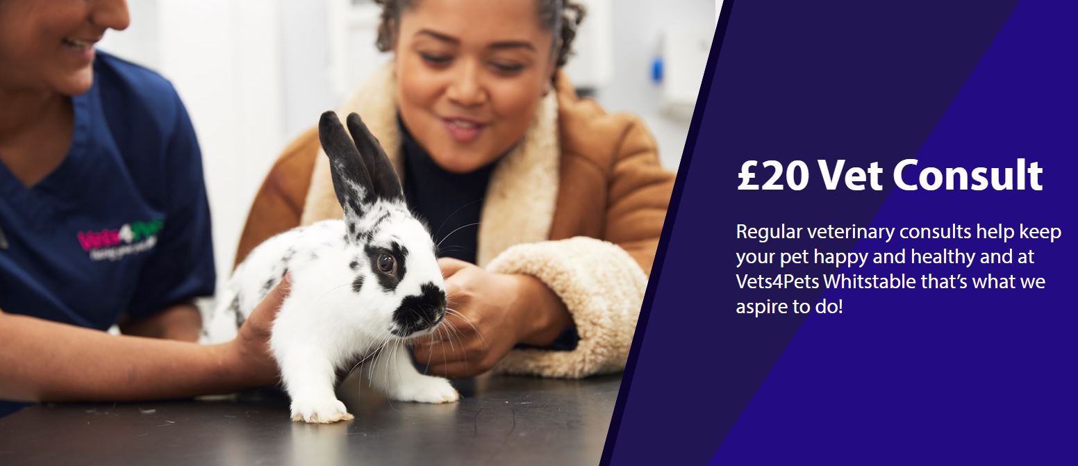 Vets4Pets Whitstable - Pets and Vets - Go Whitstable